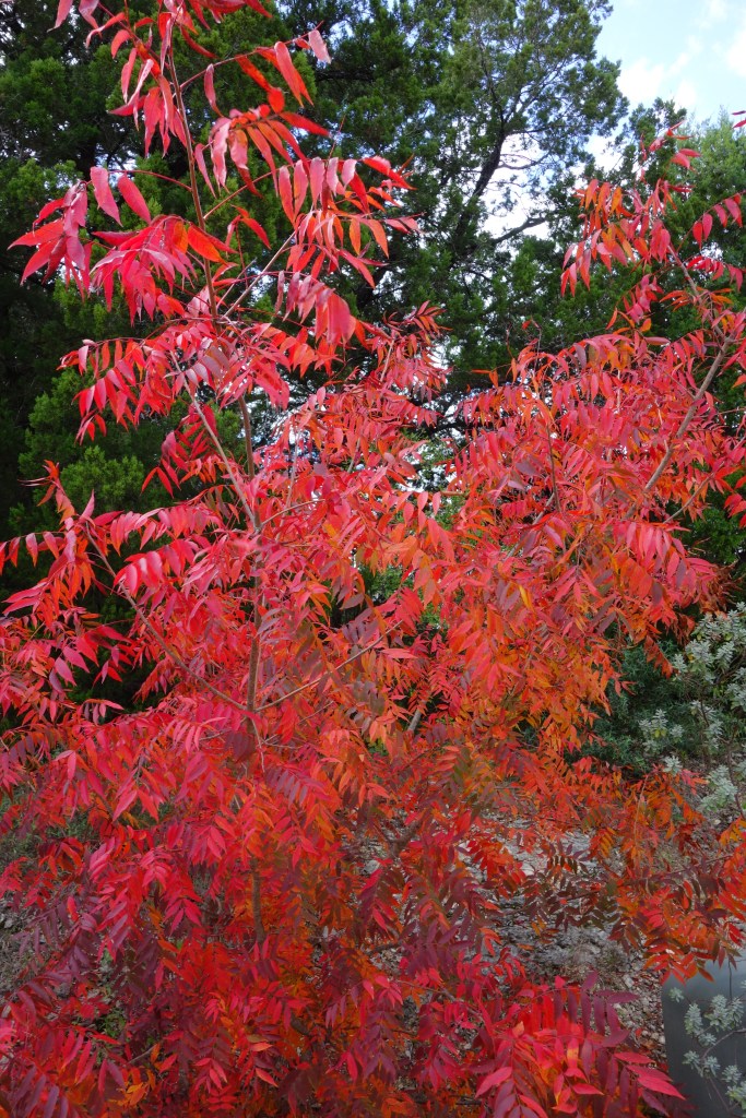 Austin Texas Fall Color 2020 | Rambling Roads